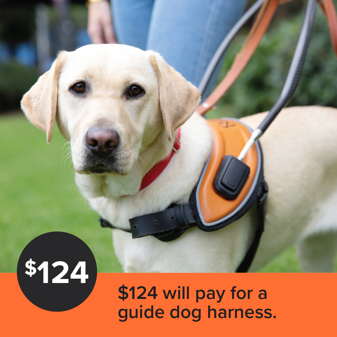 Bridge to Brisbane 2024 - Guide Dogs Queensland | Home