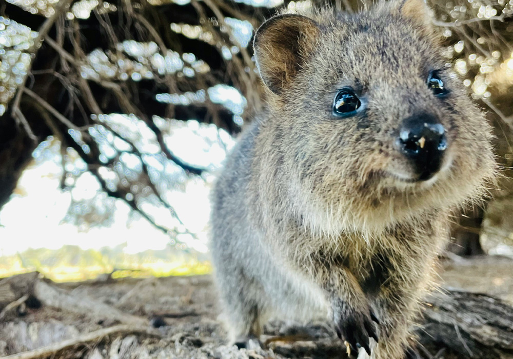 Step 4 Epilepsy WA 2025 | HomePage