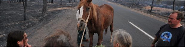 National Animal Disaster Relief | Home